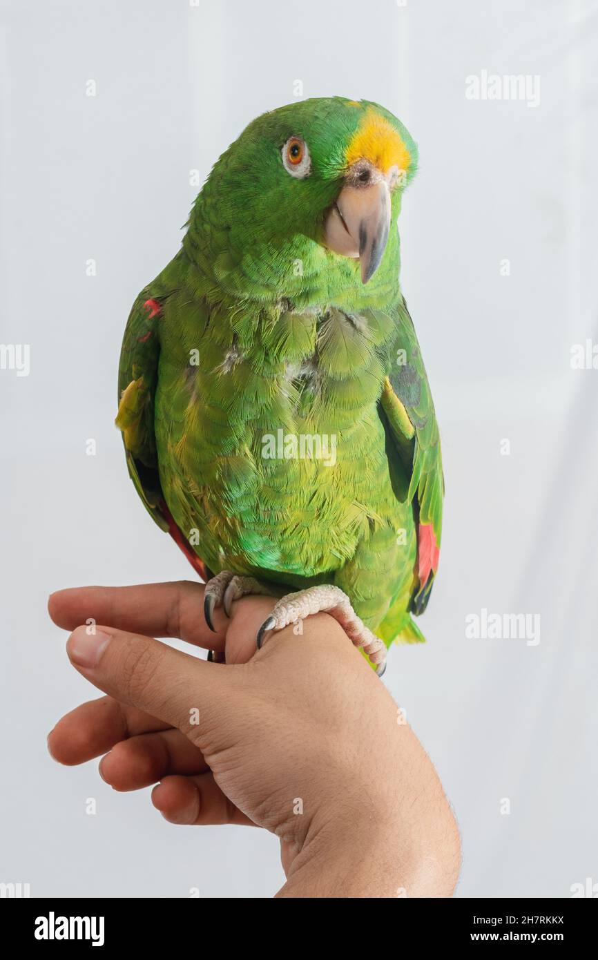 Vertical closeup of the yellow-naped amazon or yellow-naped parrot ...