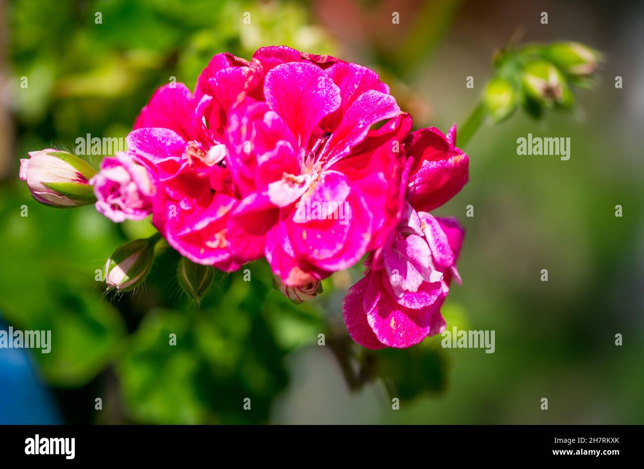 Autumn garden flowers - geranium on a bokeh background Stock Photo - Alamy