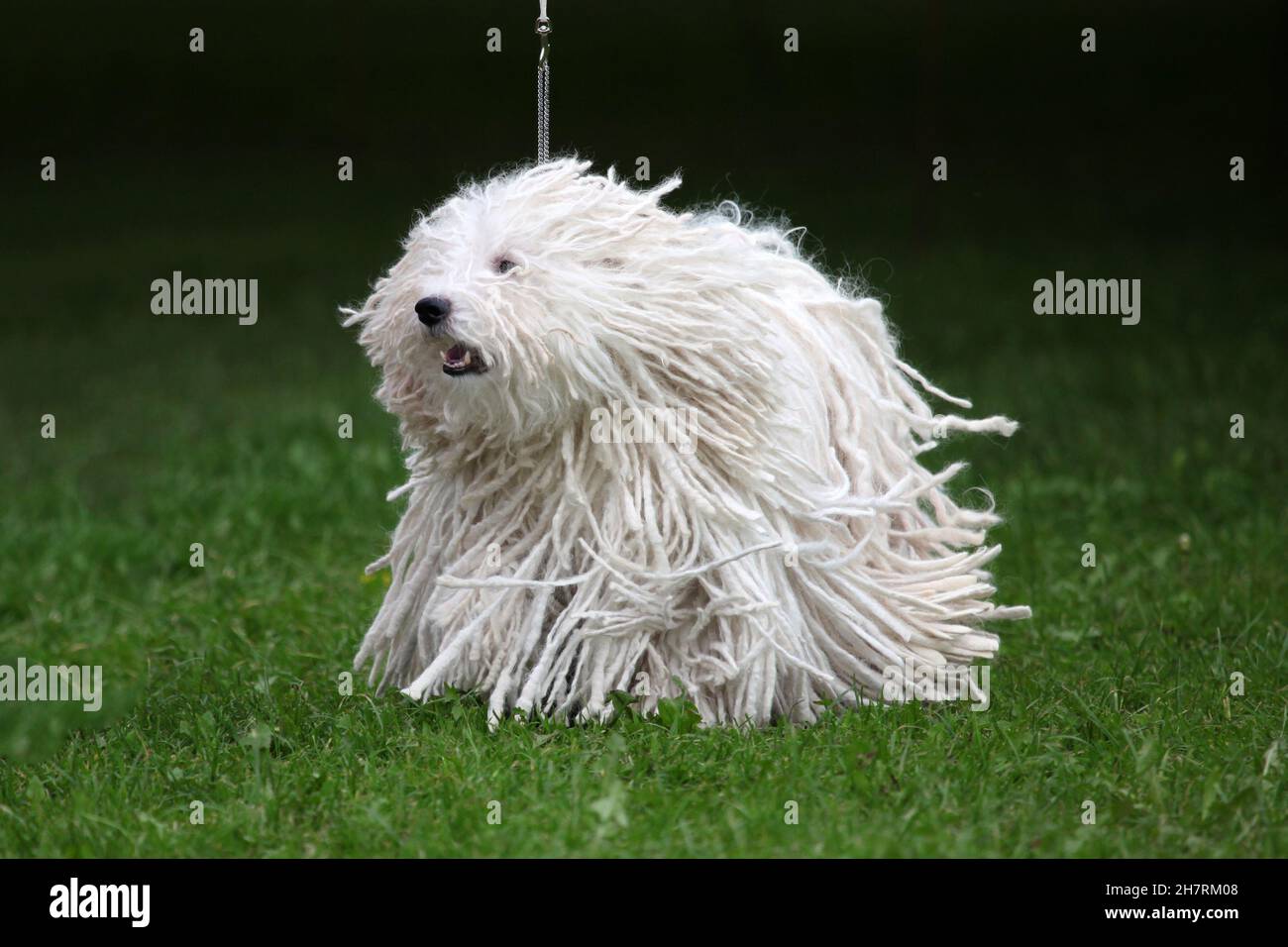 White Hungarian Puli Stock Photo - Alamy