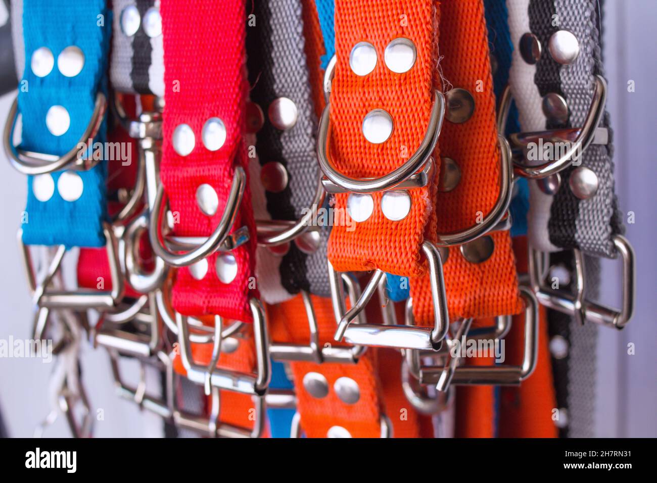 Puppy identification collars hi-res stock photography and images - Alamy