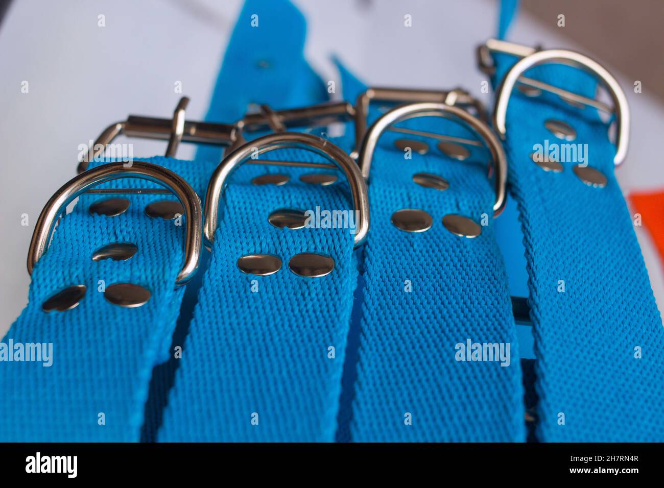 Puppy identification collars hi-res stock photography and images - Alamy