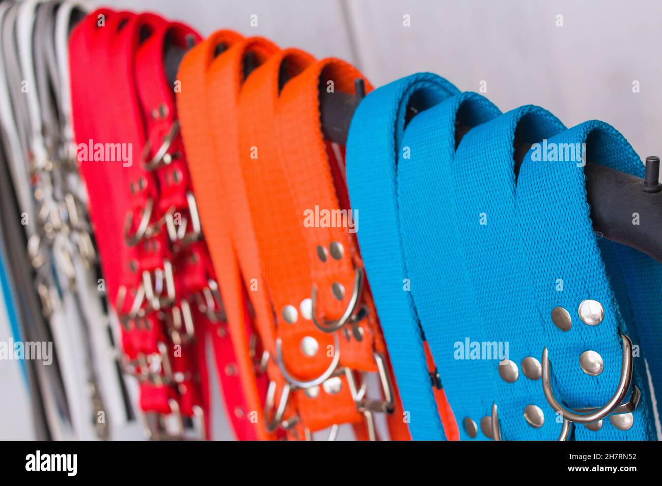 Puppy identification collars hi-res stock photography and images - Alamy