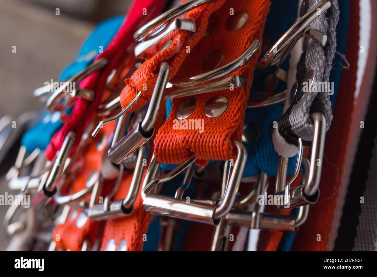 Puppy identification collars hi-res stock photography and images - Alamy