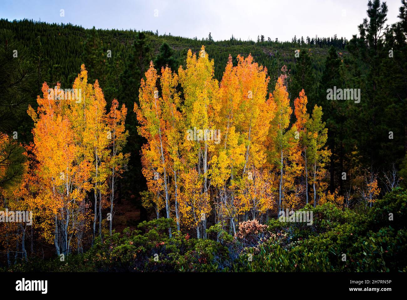 Fall colors of birch trees Stock Photo - Alamy