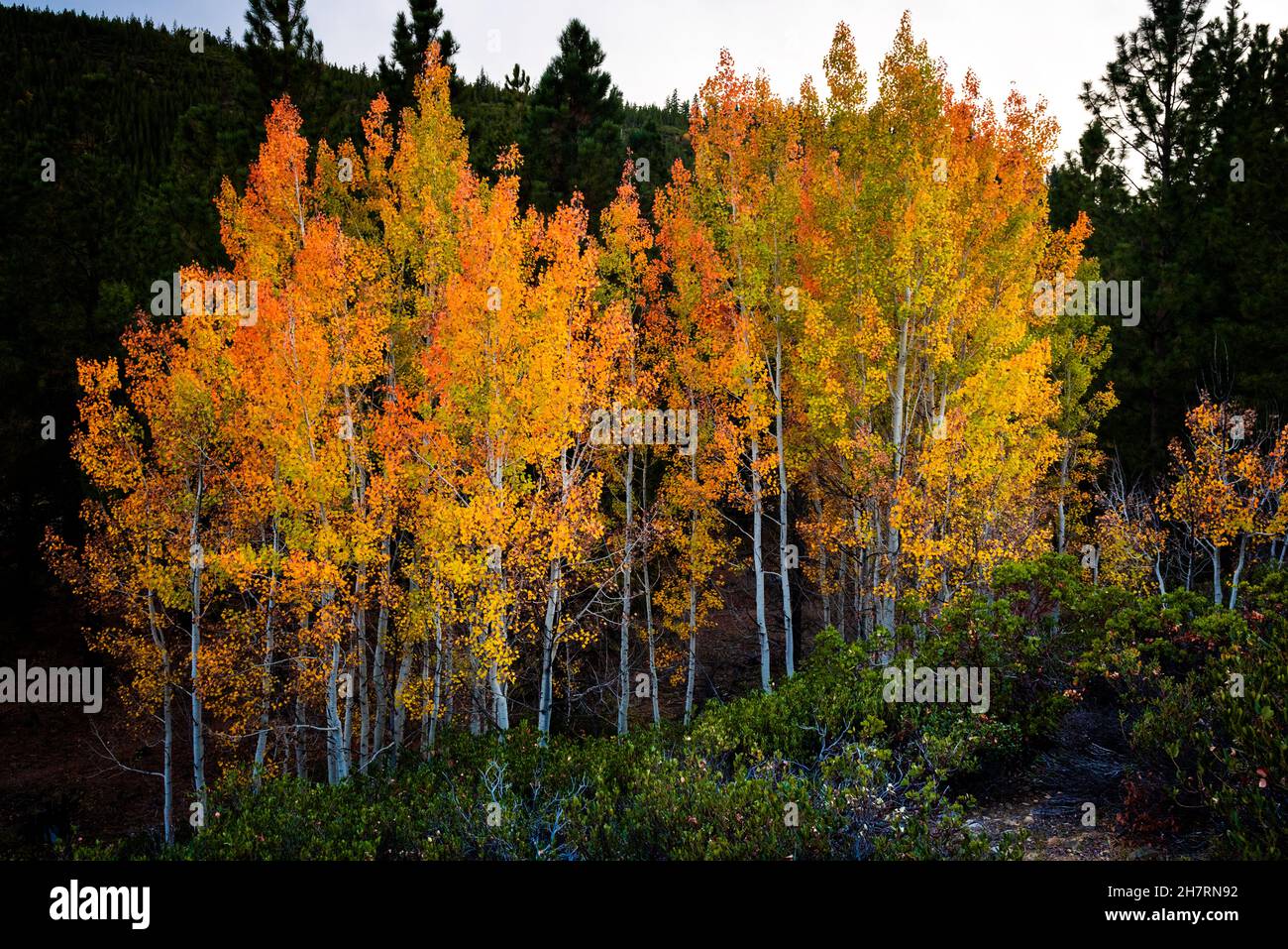 Fall colors of birch trees Stock Photo - Alamy