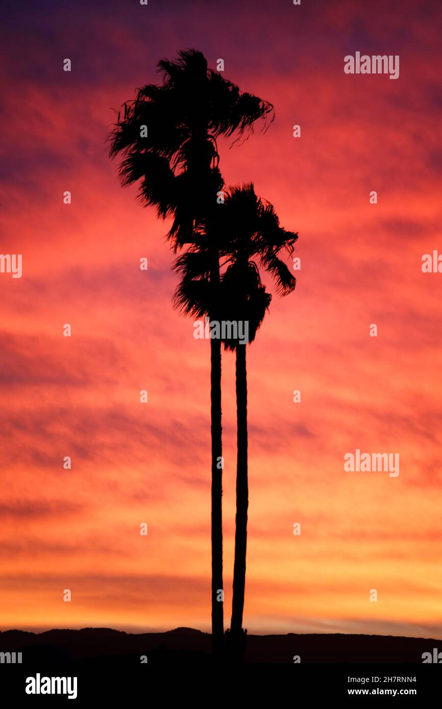 Vertical silhouette of a high palm tree in the sunset on a colorful sky ...
