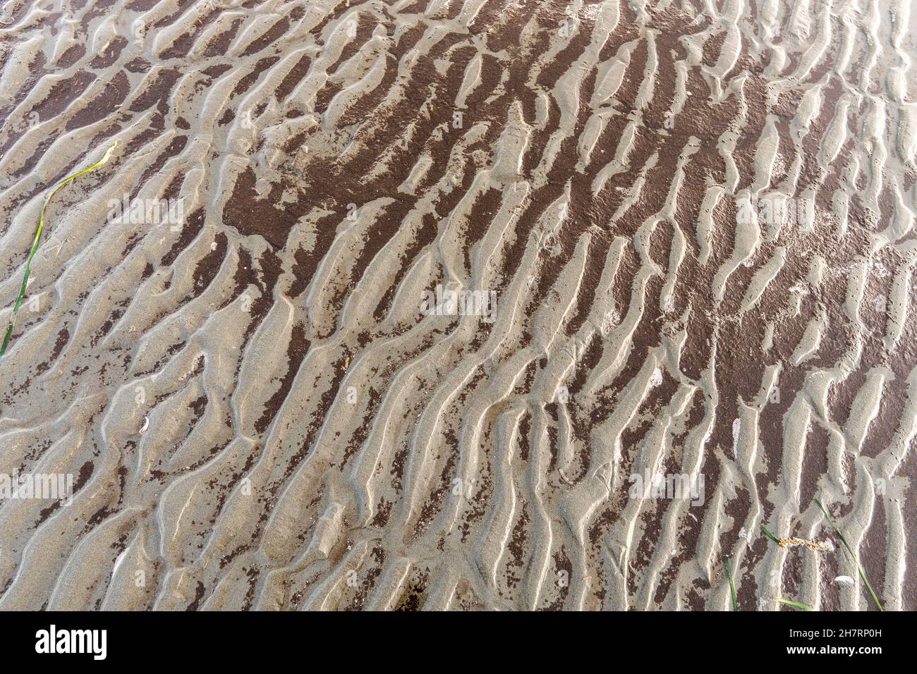 Dry soil texture with vain cracks in Yellowstone National Park, US ...