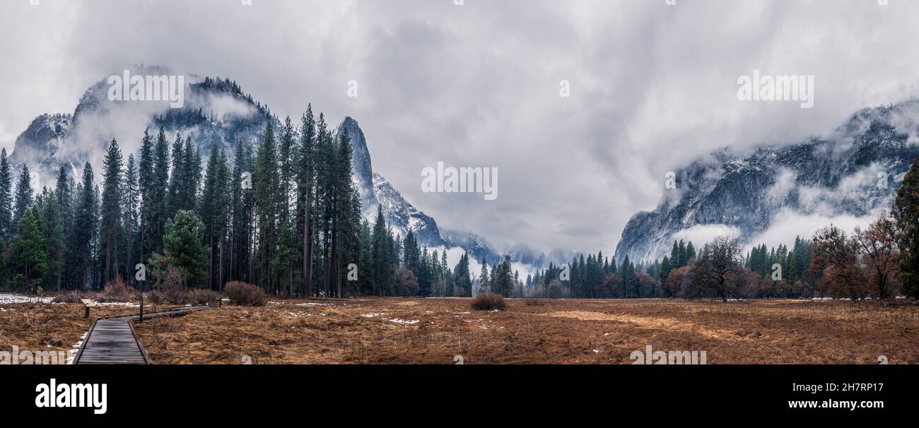 Landscape of evergreen trees of Yosemite National Park on a foggy ...