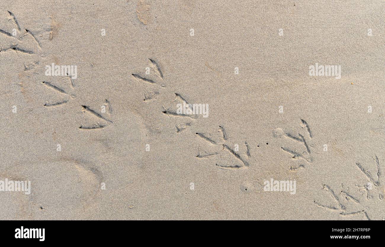 Trail of bird footprints on the sand Stock Photo - Alamy