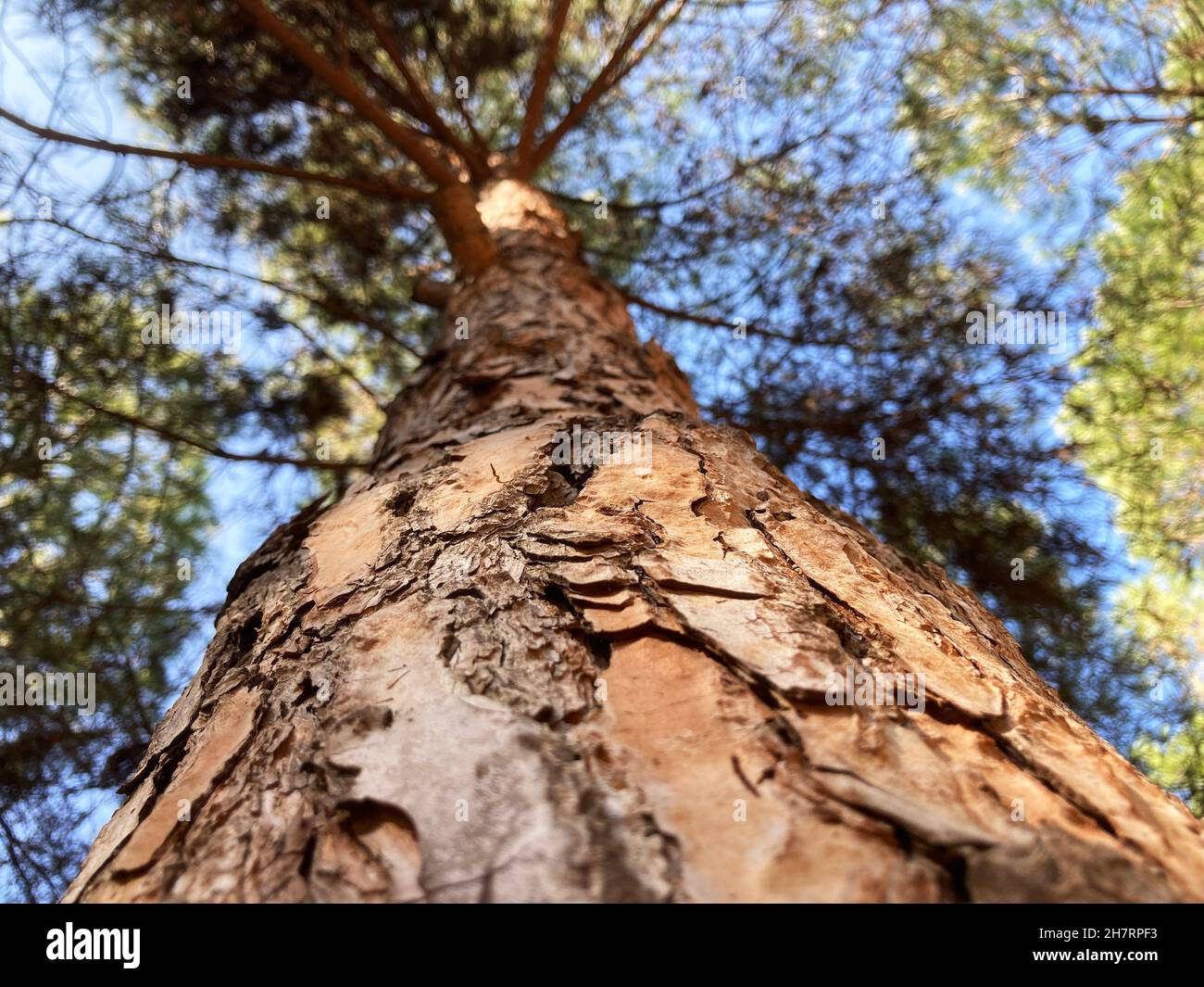 Tree top bottom view hi-res stock photography and images - Alamy