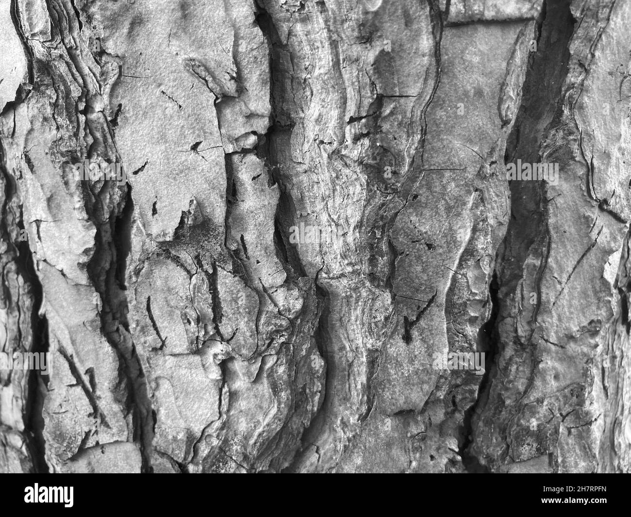 Old Black Pine Tree Bark High Resolution Stock Photography and Images ...