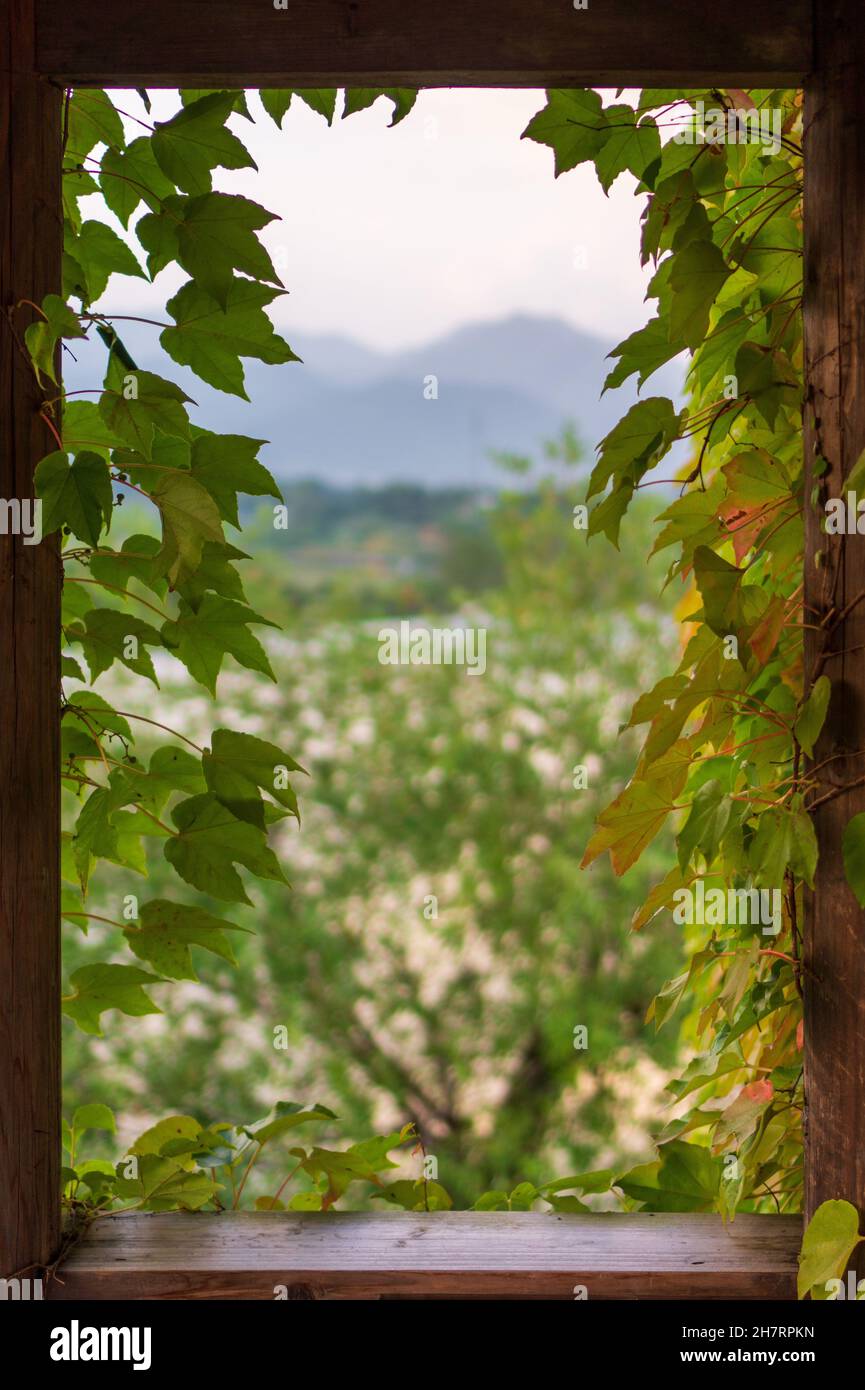 Vertical wooden window frame surrounded by green tree leaves Stock ...