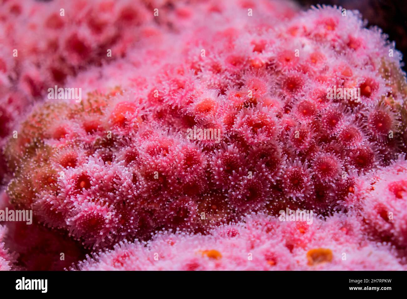 Pink coral reef hi-res stock photography and images - Alamy