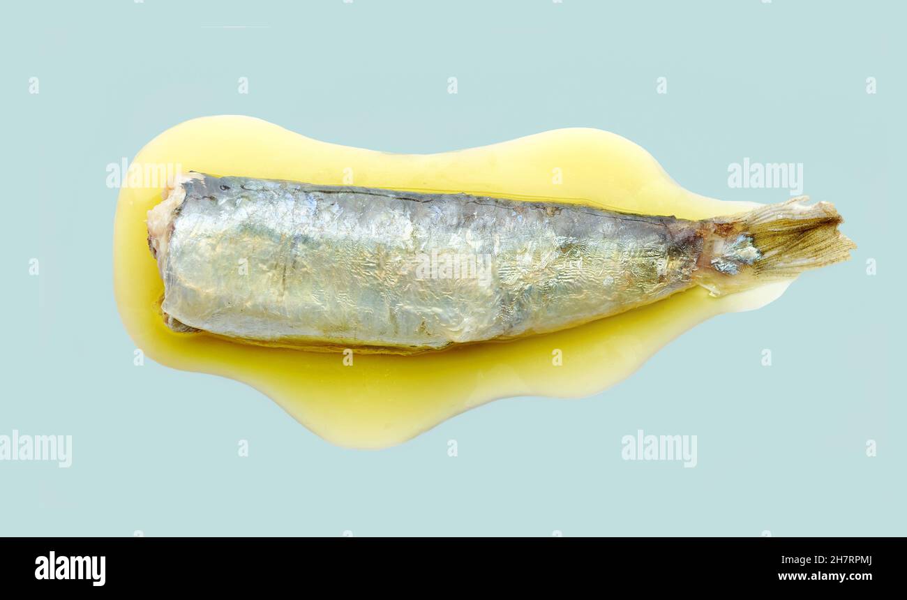 canned sardine in oil isolated on blue background, top view Stock Photo ...