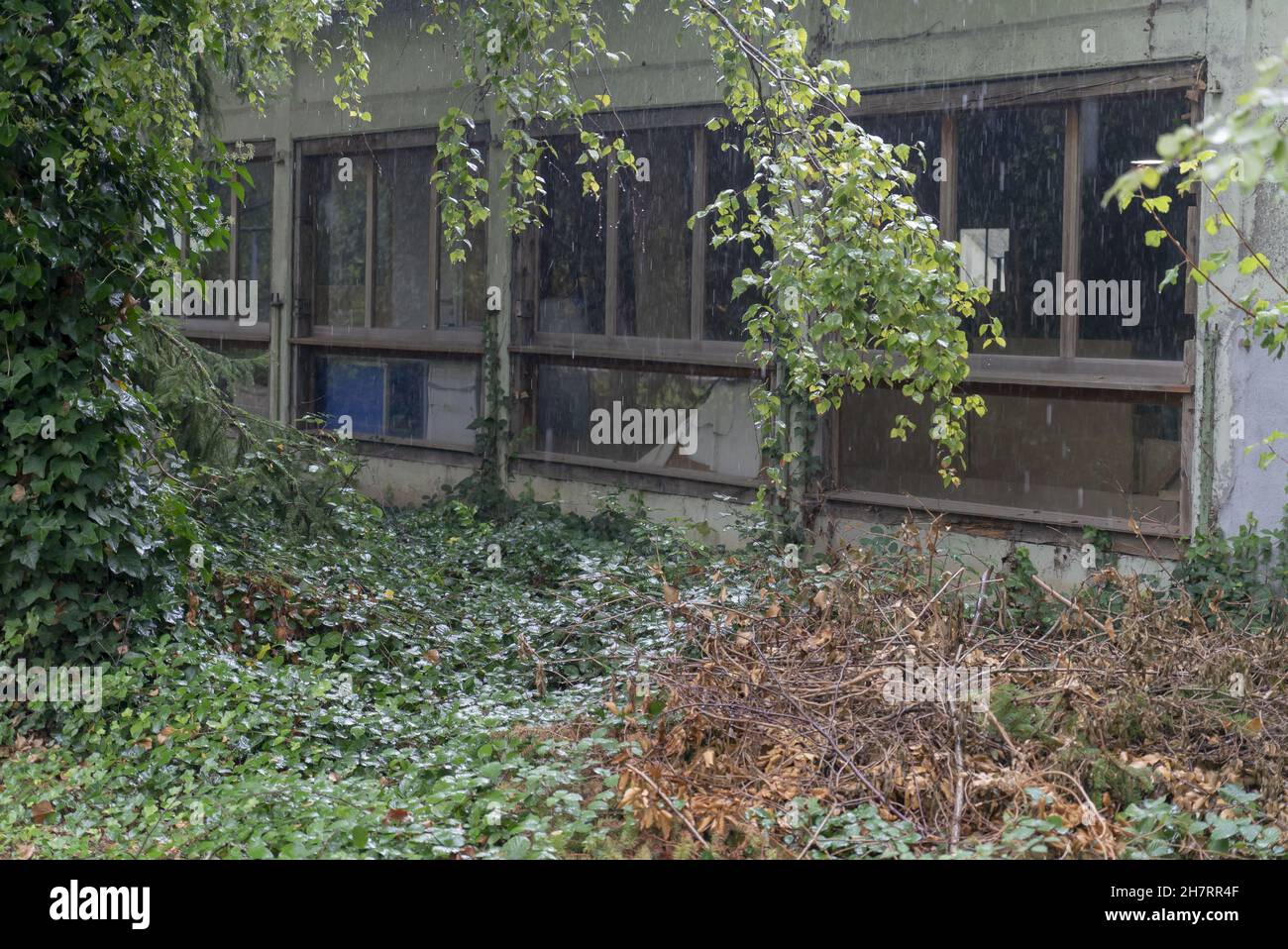 Neglected garden near the old building Stock Photo - Alamy