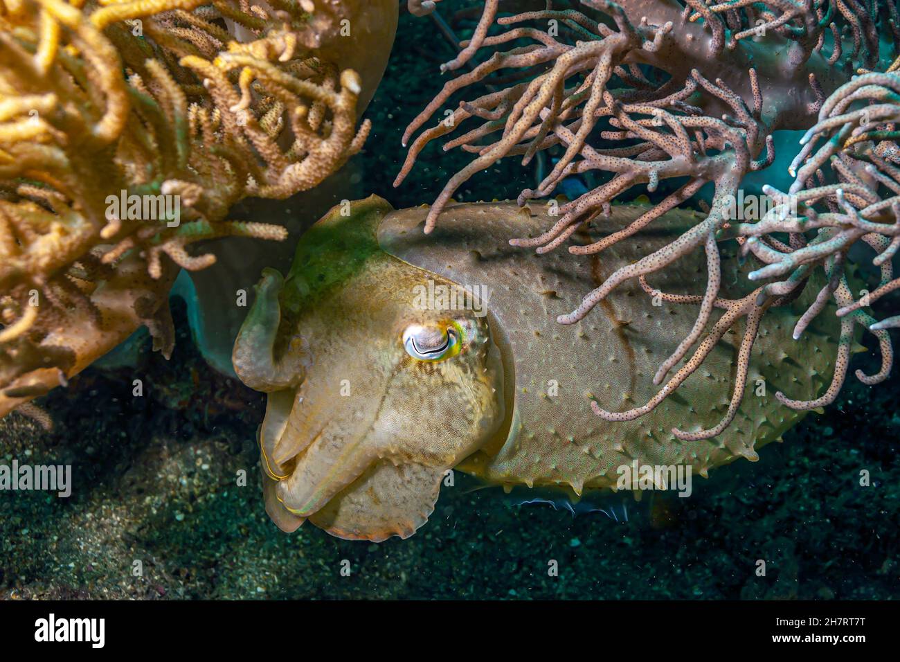 Cuttlefish or cuttles are marine molluscs of the order Sepiida. They ...