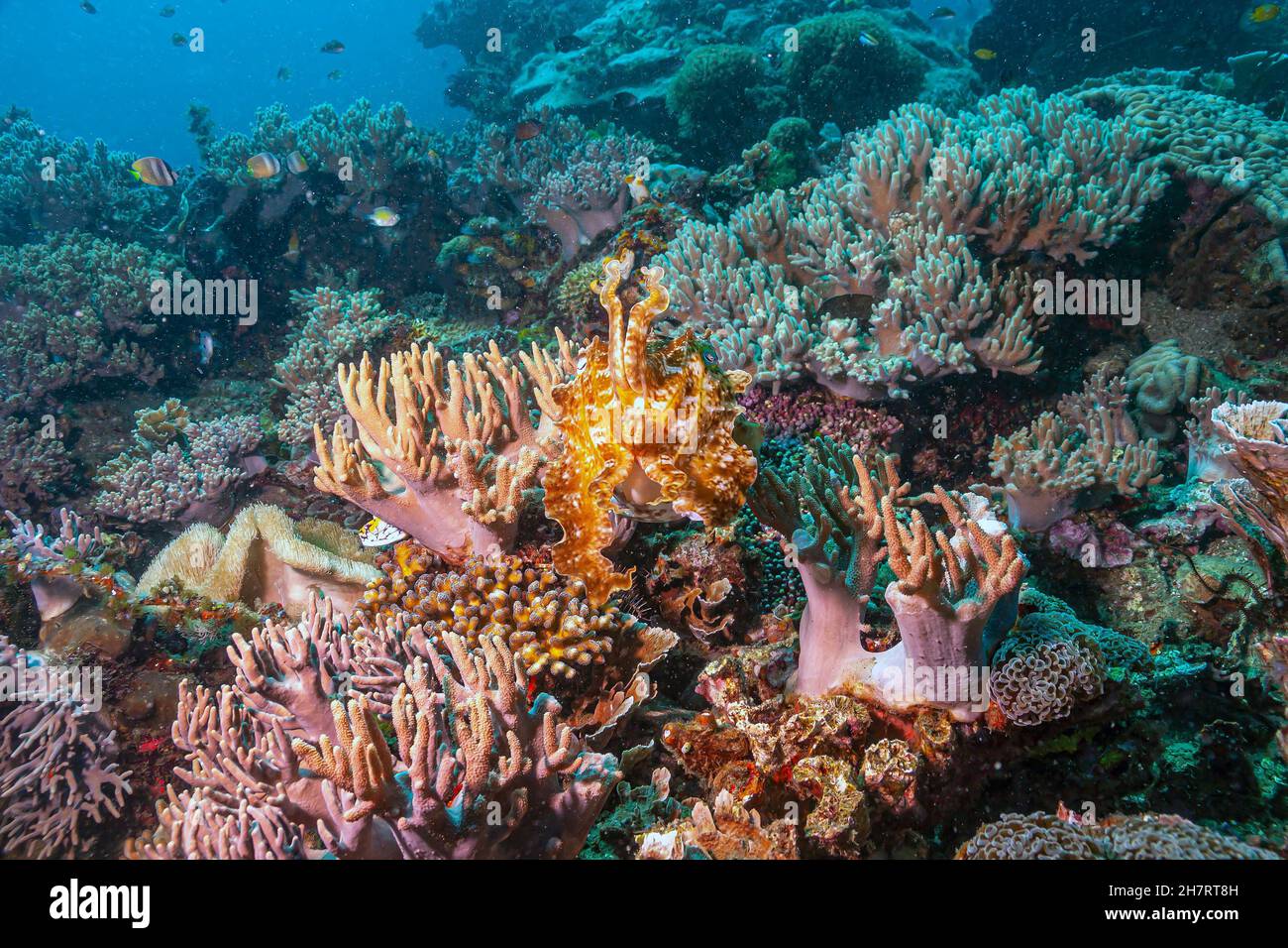 Cuttlefish or cuttles are marine molluscs of the order Sepiida. They ...