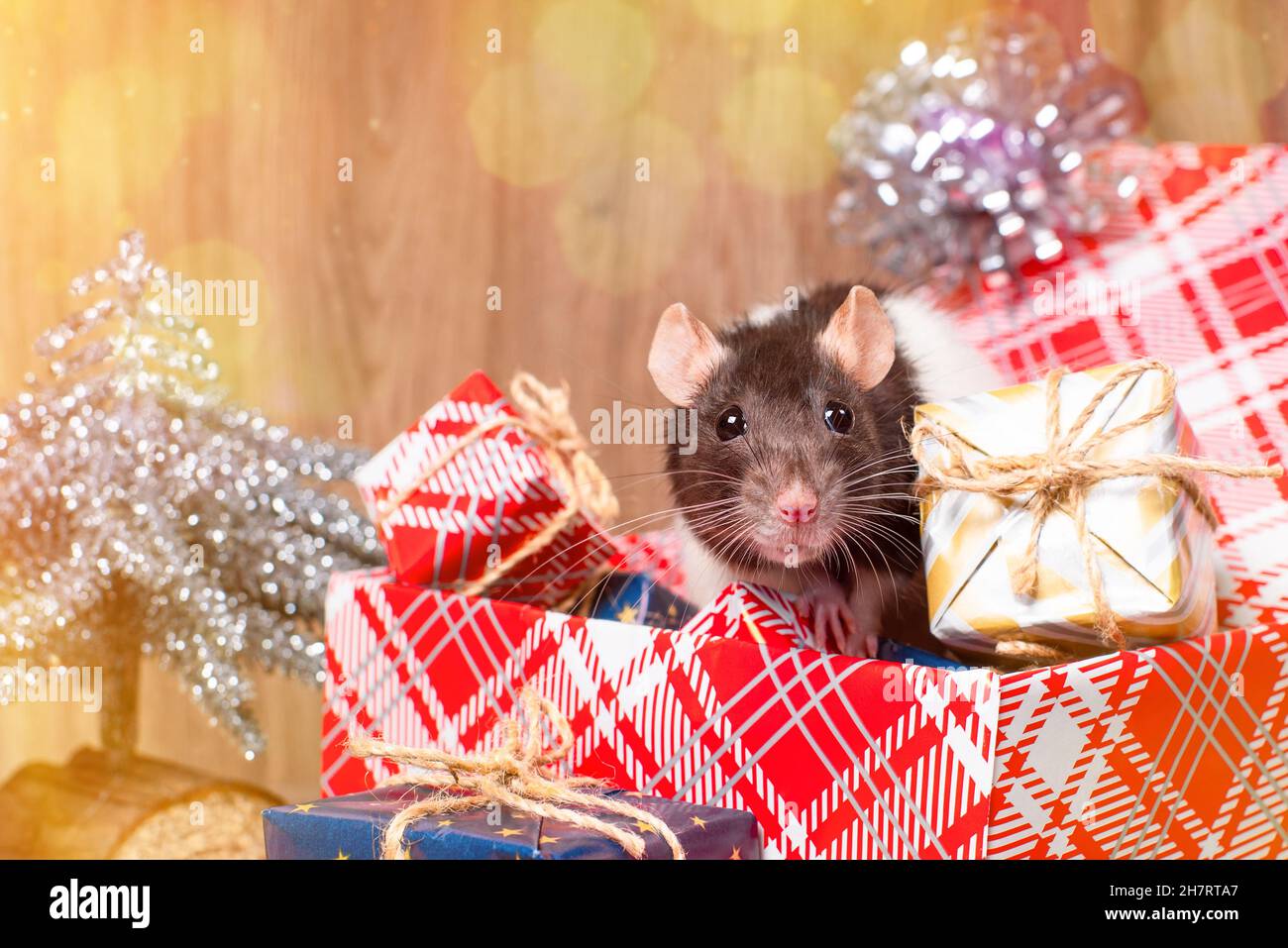 Cute little white rat, mouse sits in gift box.White Decorative rat ...