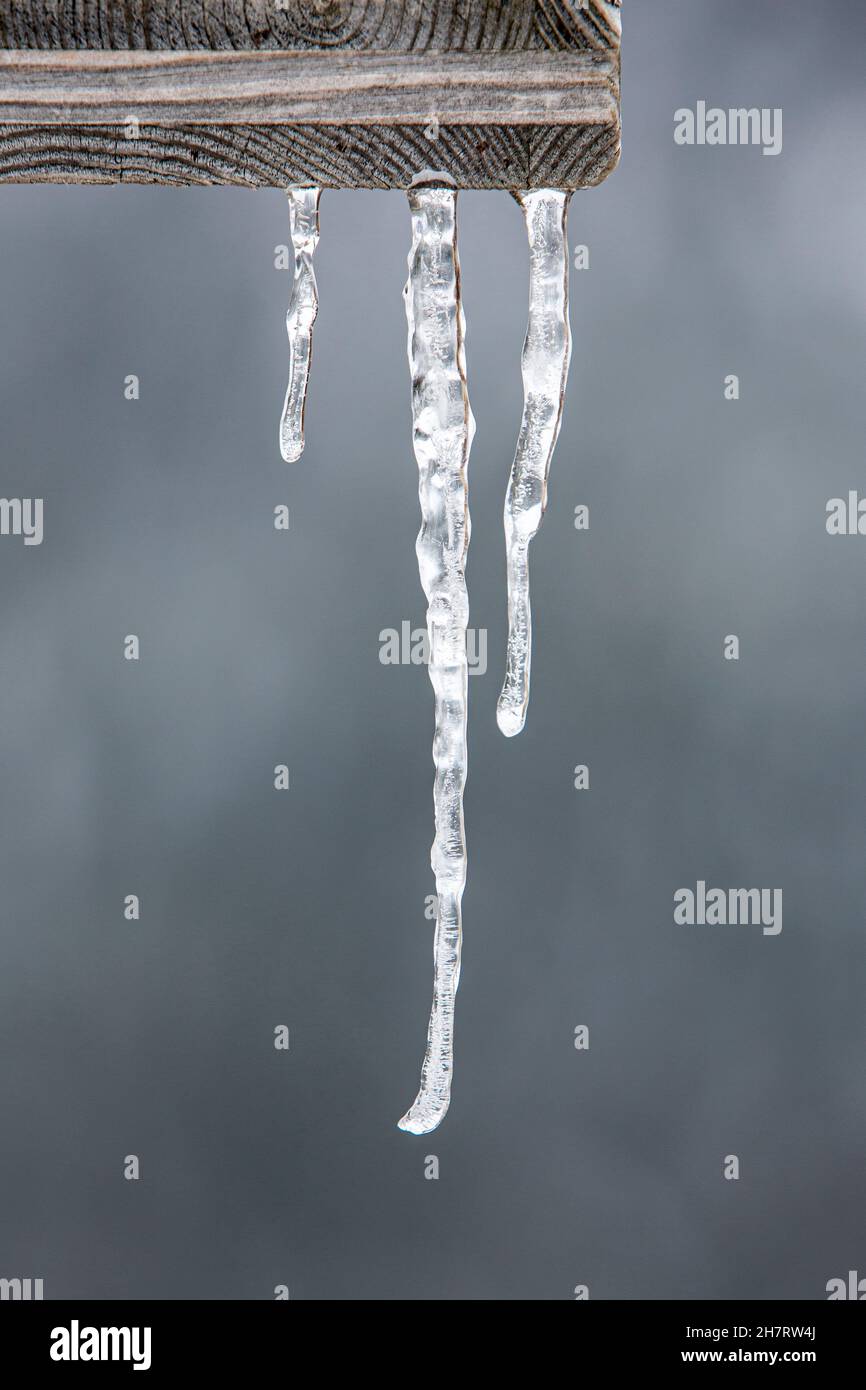 Frost and ice: Three icicles hanging outdoors from a wooden plank with ...