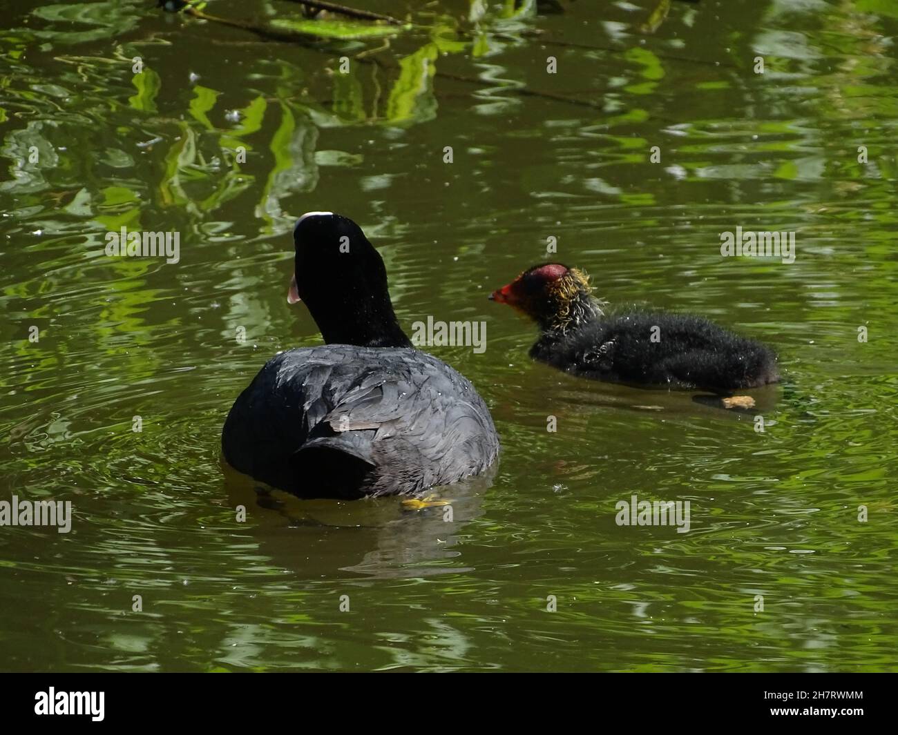Coot in detail hi-res stock photography and images - Alamy