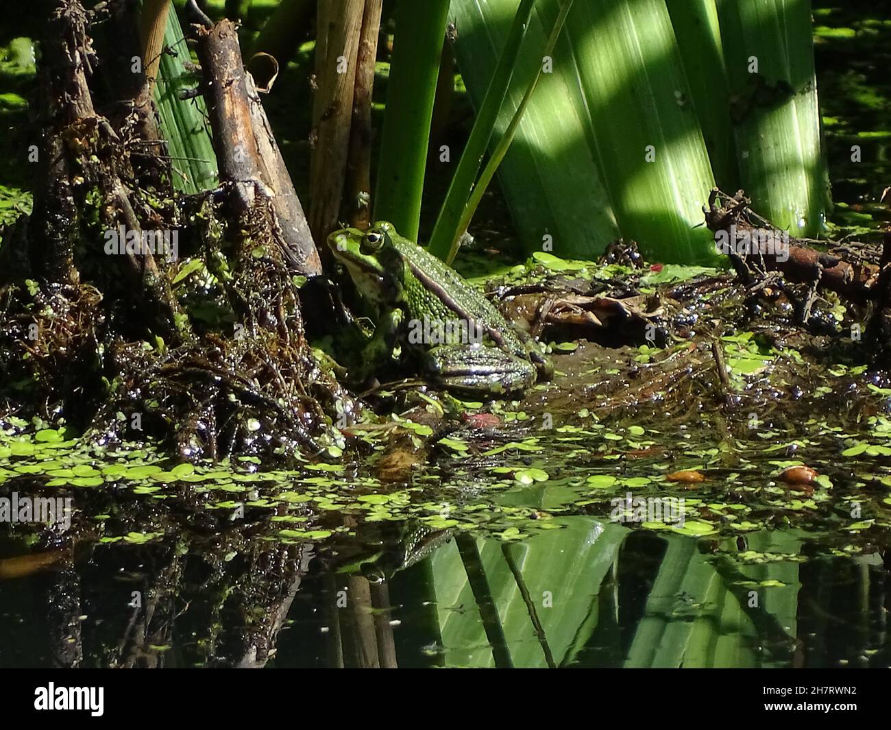 Frog in a ditch in Netherlands Stock Photo - Alamy