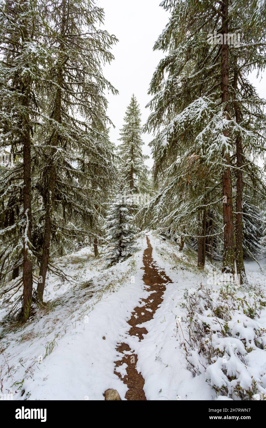 Winter wonderland: Beautiful hiking trail into a pine tree forest ...