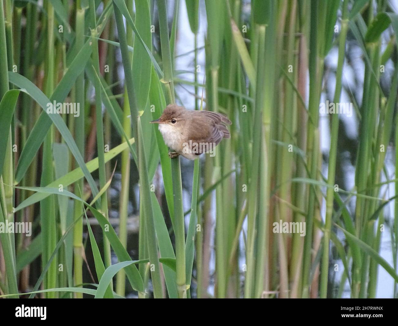 Pond-Tube-Singer Bird on a Reed Stock Photo - Alamy