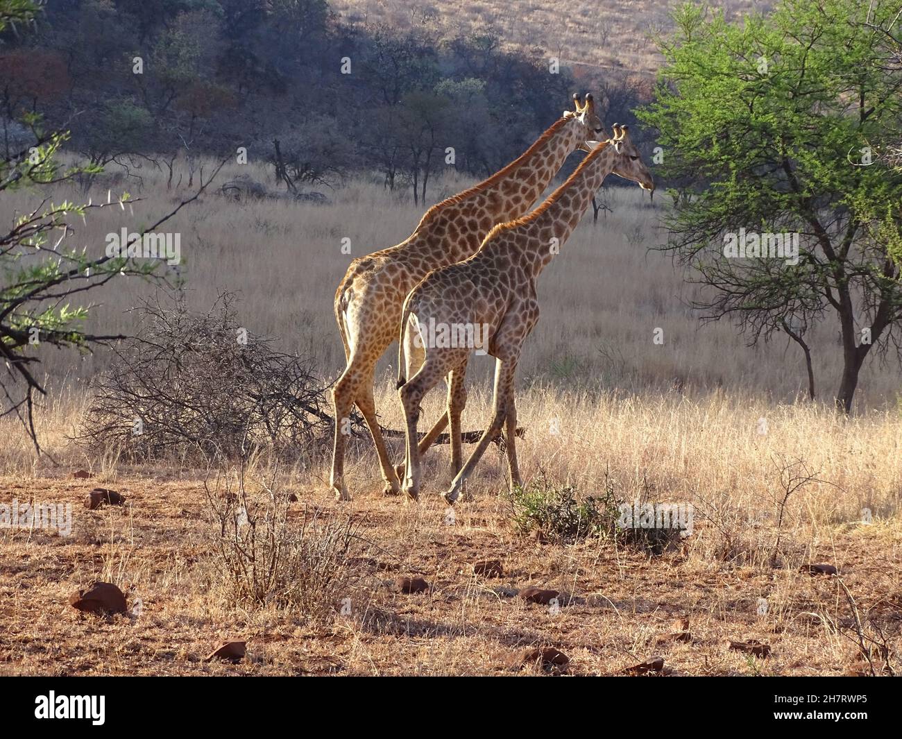 Giraffes in Kruger National Park in South Africa Stock Photo - Alamy