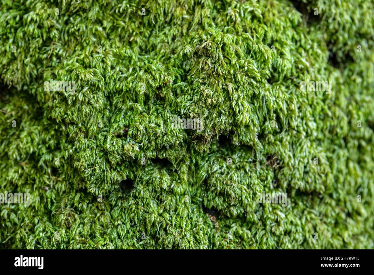 Mosses plant plantae hi-res stock photography and images - Alamy
