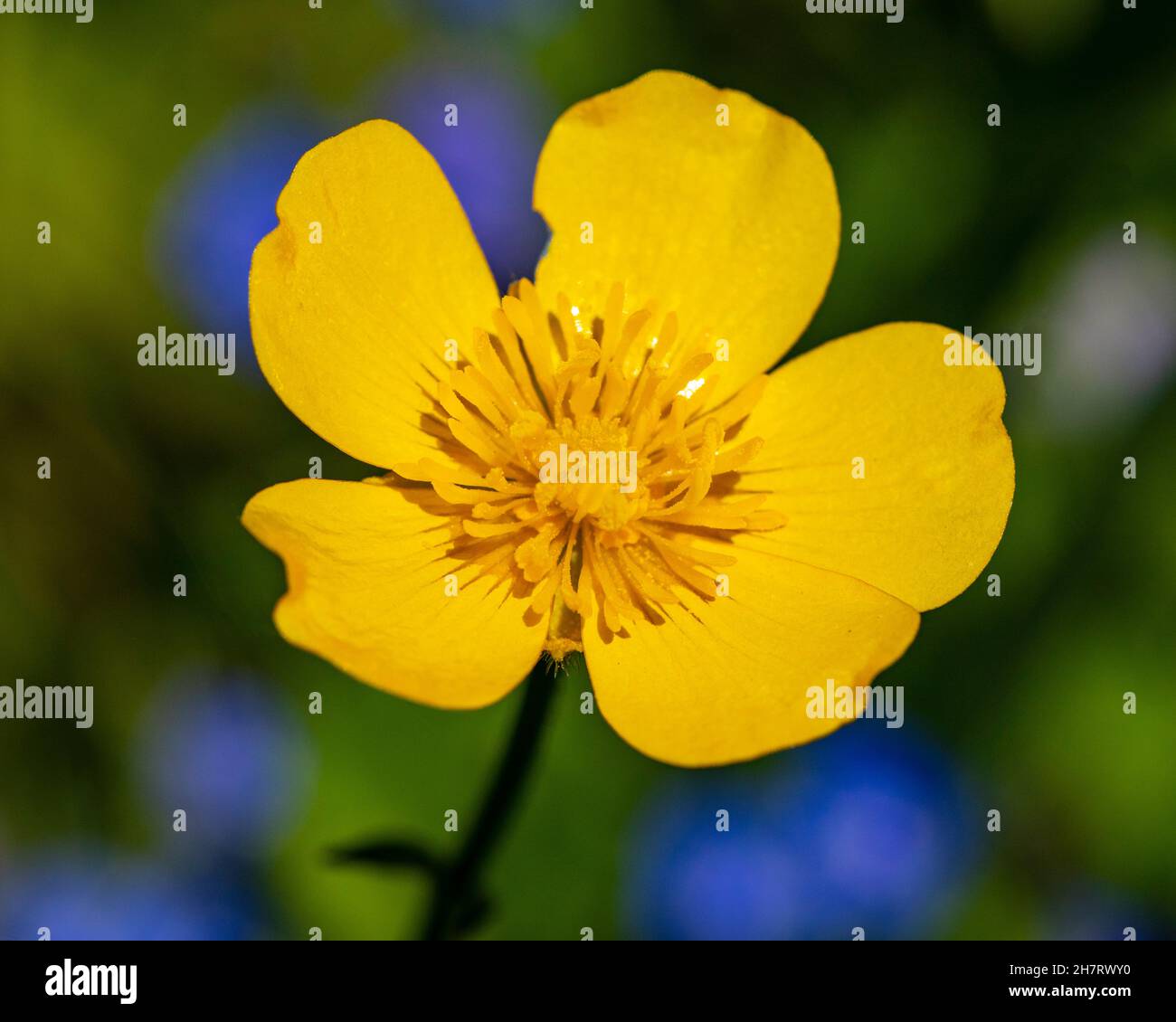 Creeping buttercup plants hi-res stock photography and images - Alamy