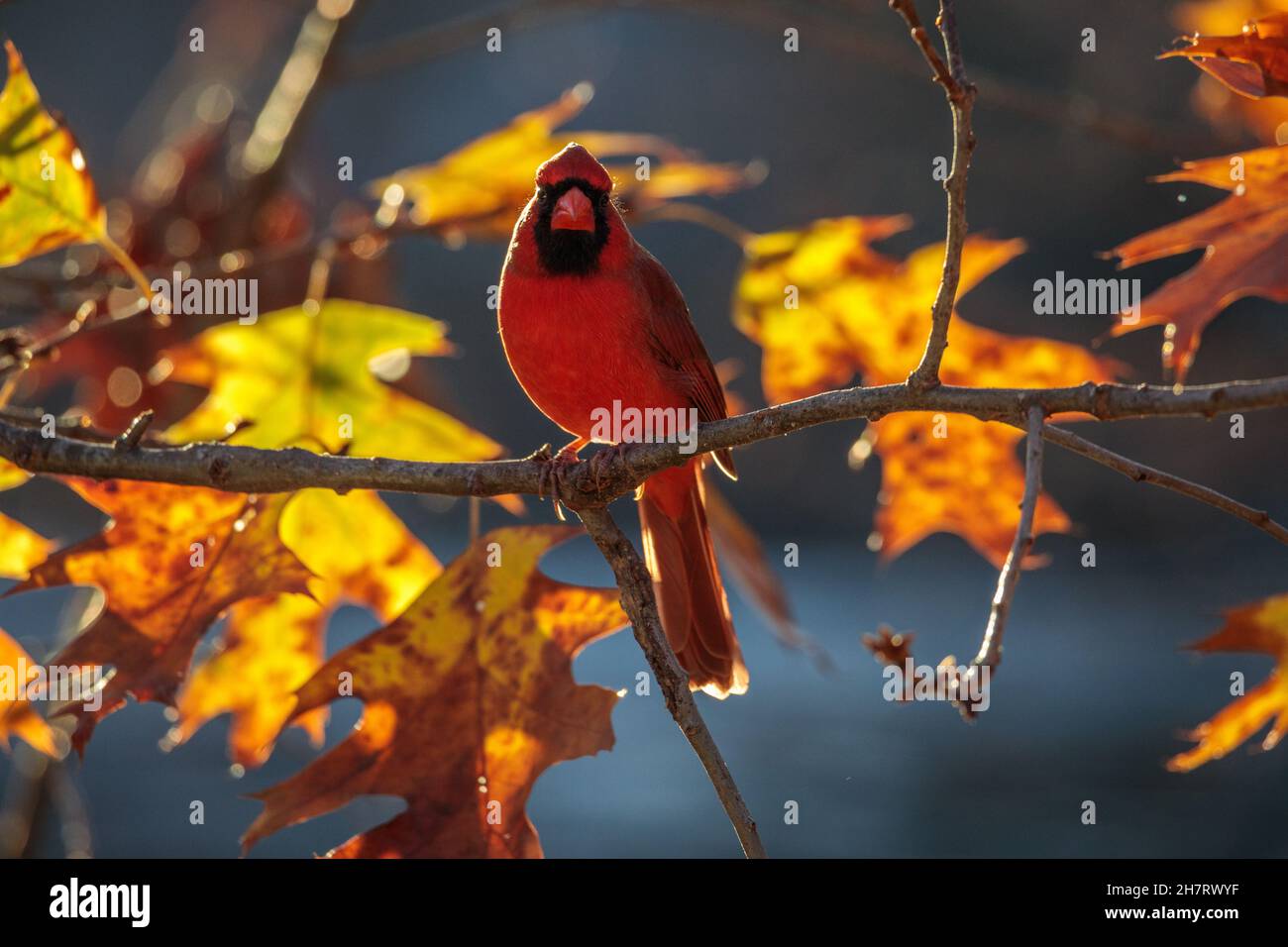 Red Northern Cardinal bird standing on a tree branch with a blurred ...