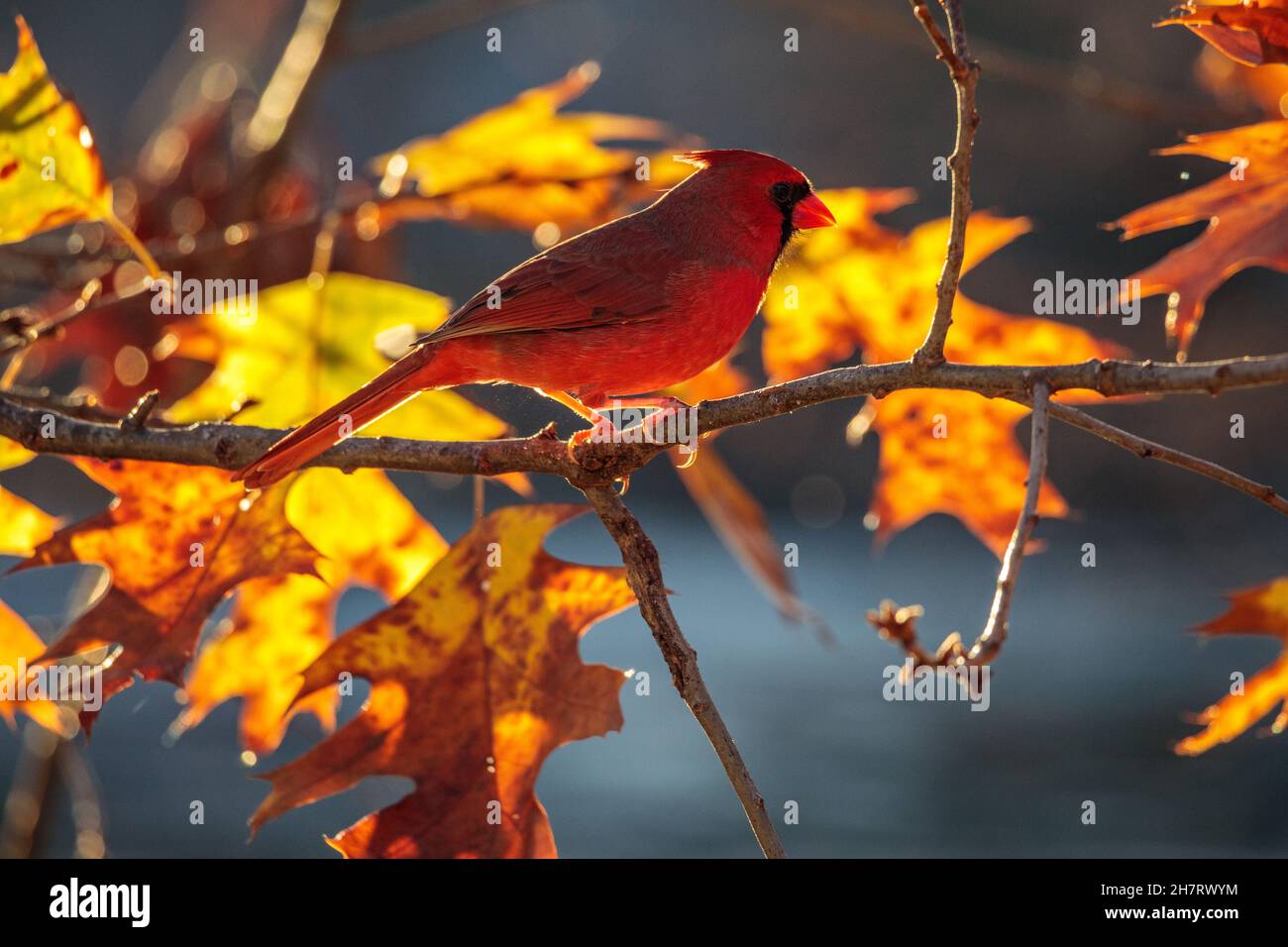 Red Northern Cardinal bird standing on a tree branch with a blurred ...