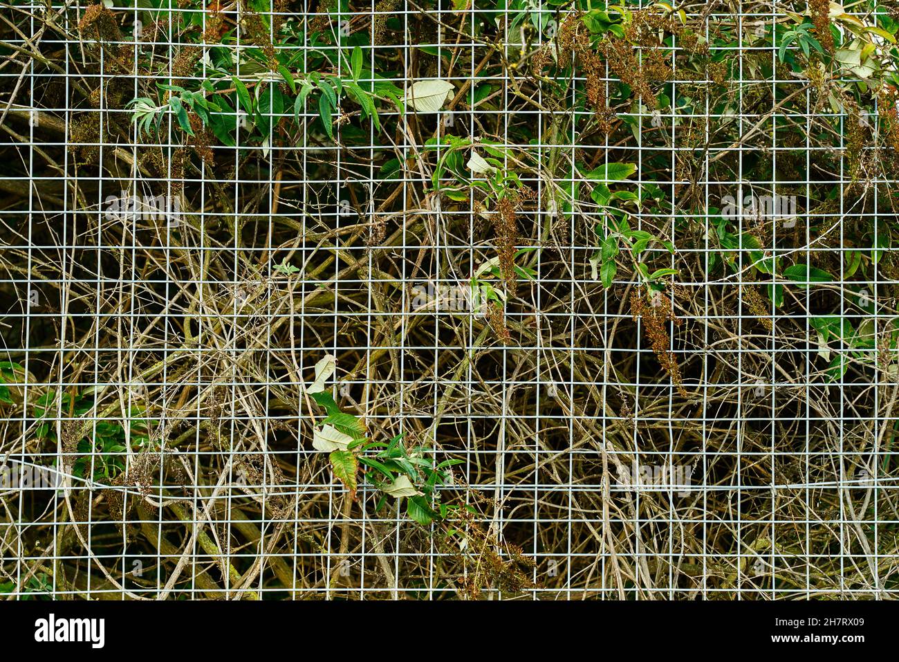 Hole covered with a metal net Stock Photo - Alamy
