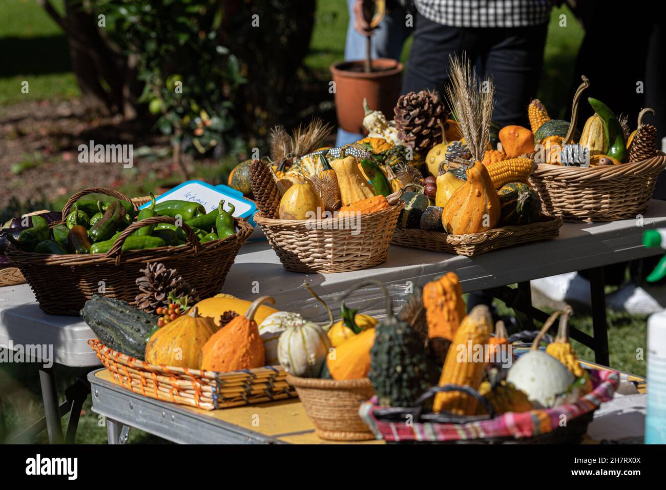 Harvest festival table with different vegetables and fruits Stock Photo ...