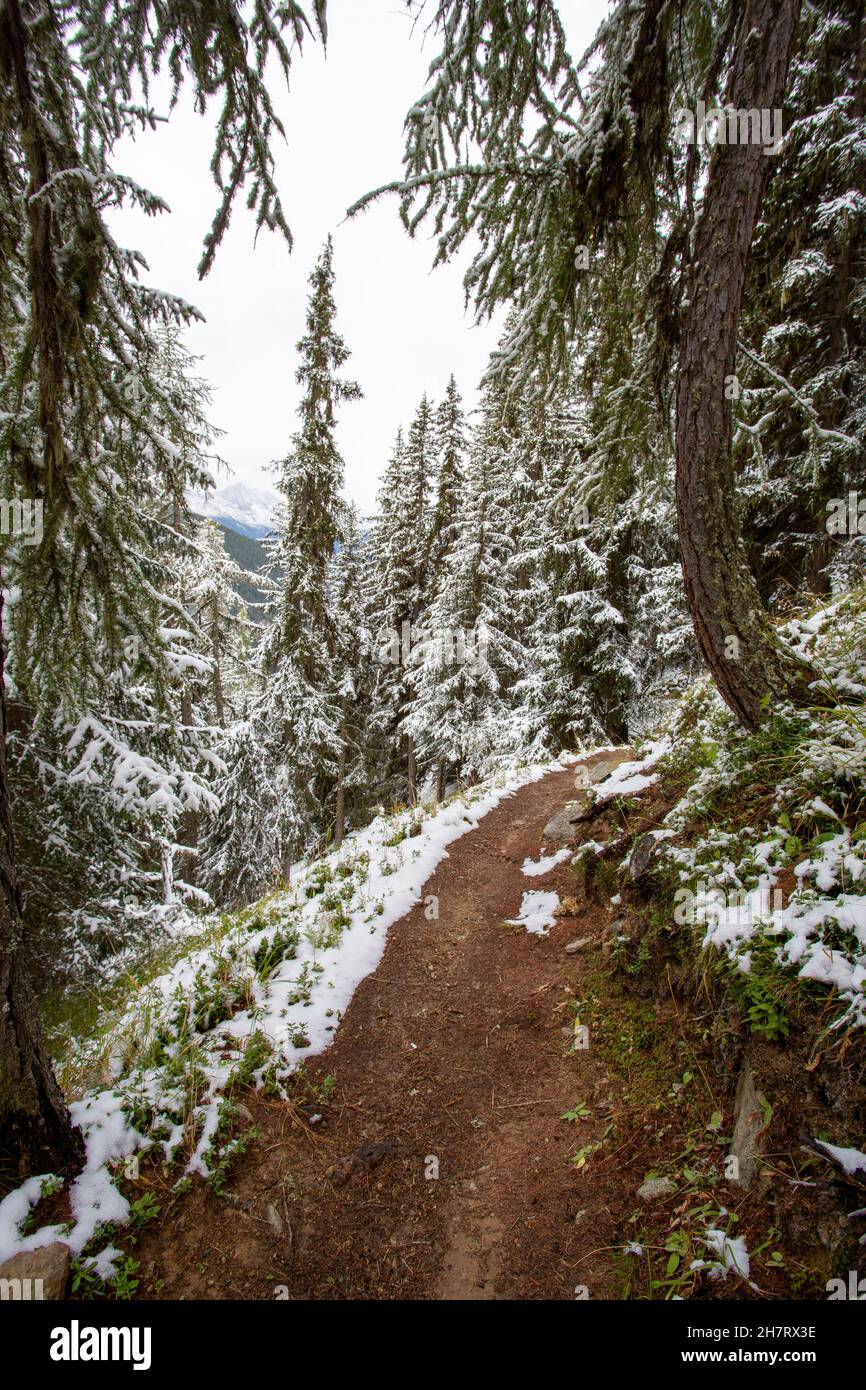 Winter wonderland: Beautiful hiking trail into a pine tree forest ...