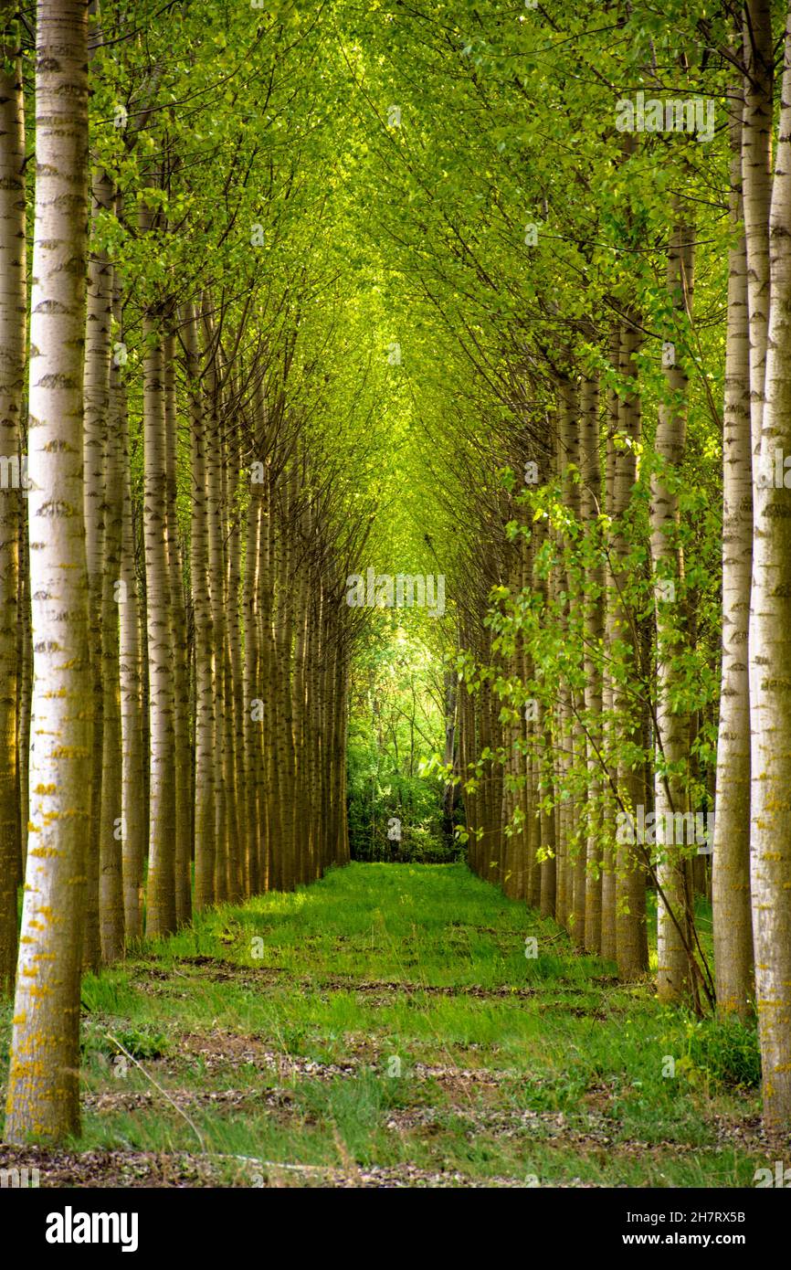 Vertical shot of a path going through the lines of tall, green tree ...