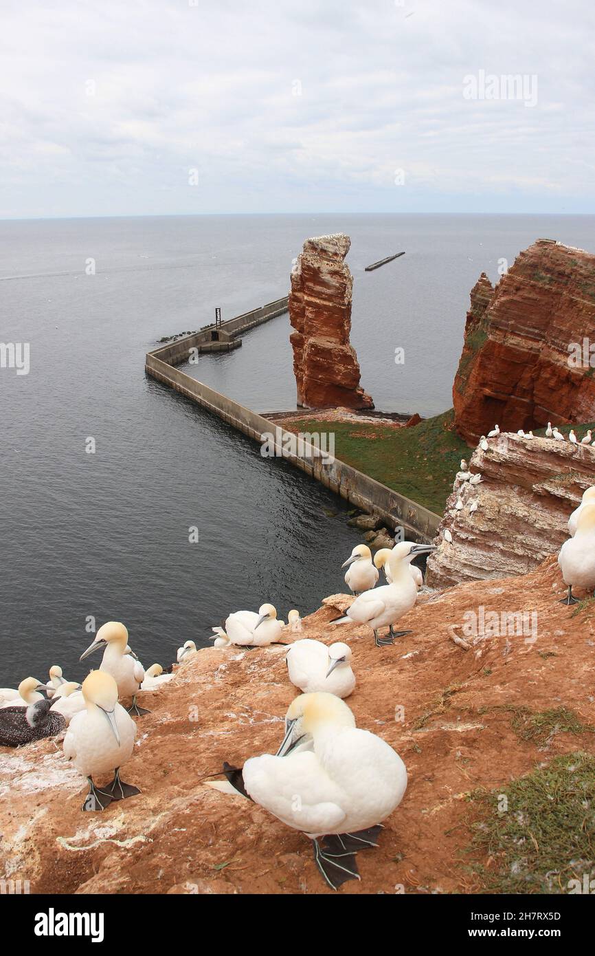 Group of northern gannet birds cleaning themselves in Heligoland Stock ...