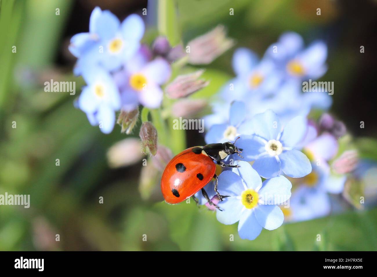 Ladybug on forget me not hi-res stock photography and images - Alamy