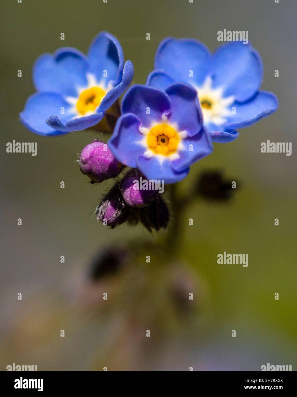 Alaska forget me not hi-res stock photography and images - Alamy