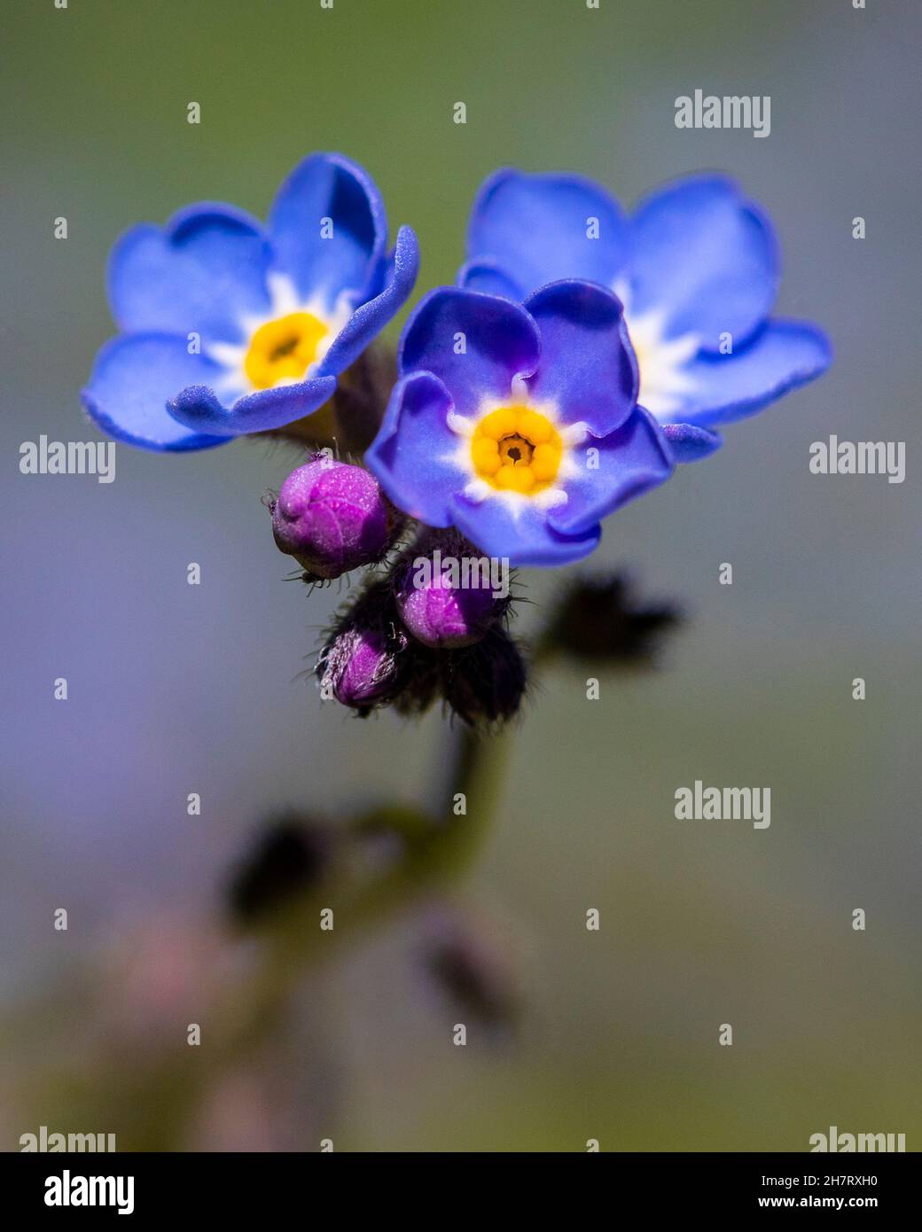 Alaska forget me not hi-res stock photography and images - Alamy