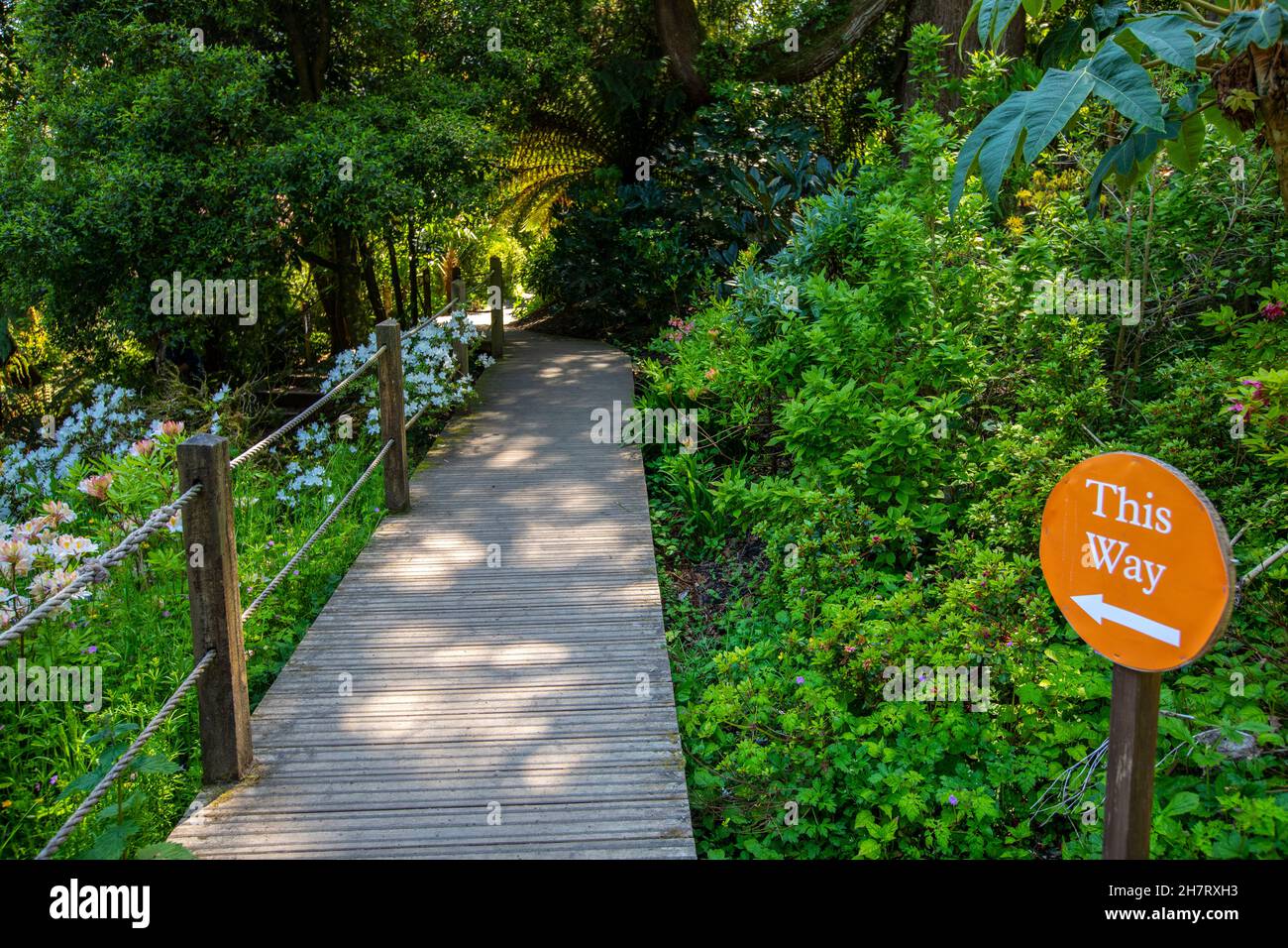 A walkway in the Jungle area of the Lost Gardens of Heligan in Cornwall ...