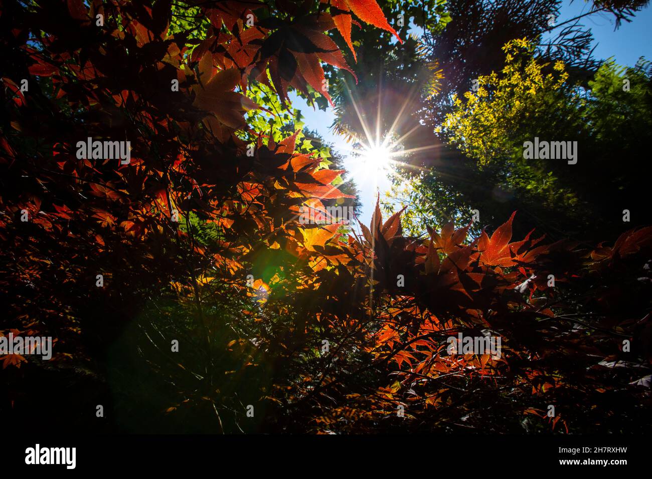 Sunburst breaking through trees hi-res stock photography and images - Alamy