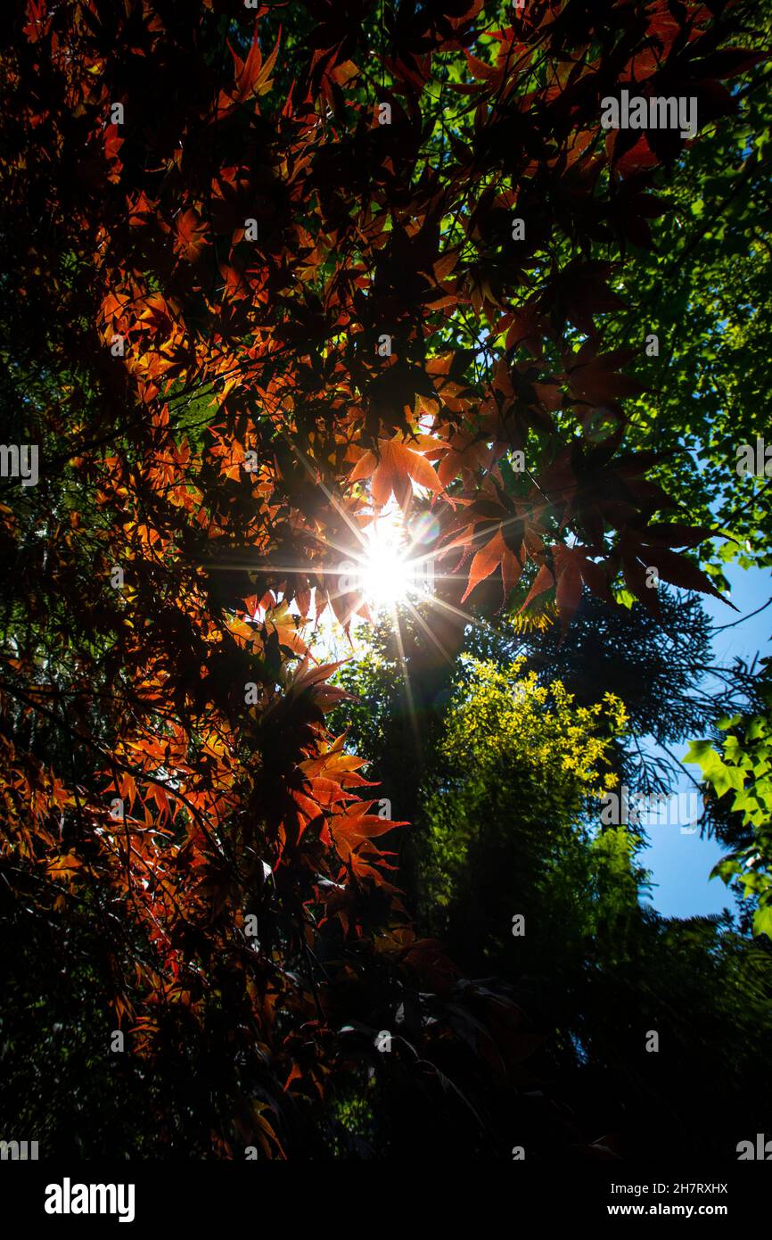 Sunburst breaking through trees hi-res stock photography and images - Alamy