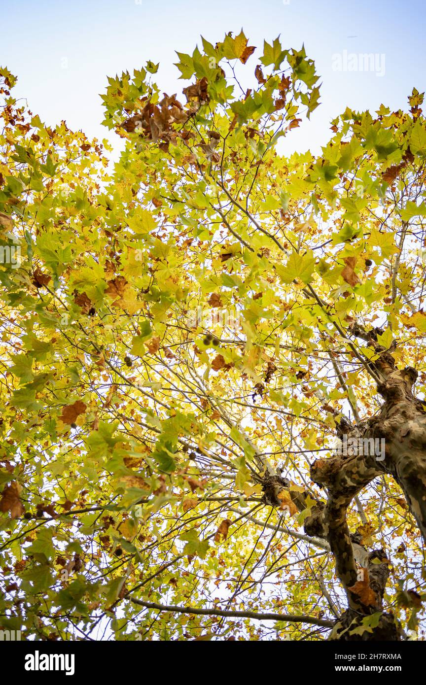 Vertical, low angle shot of a tree with half-dried leaves Stock Photo ...