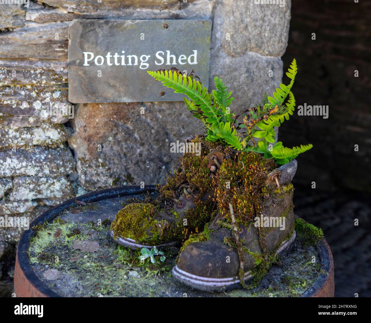 Close-up of gardening boots filled with moss and plants at the Potting ...