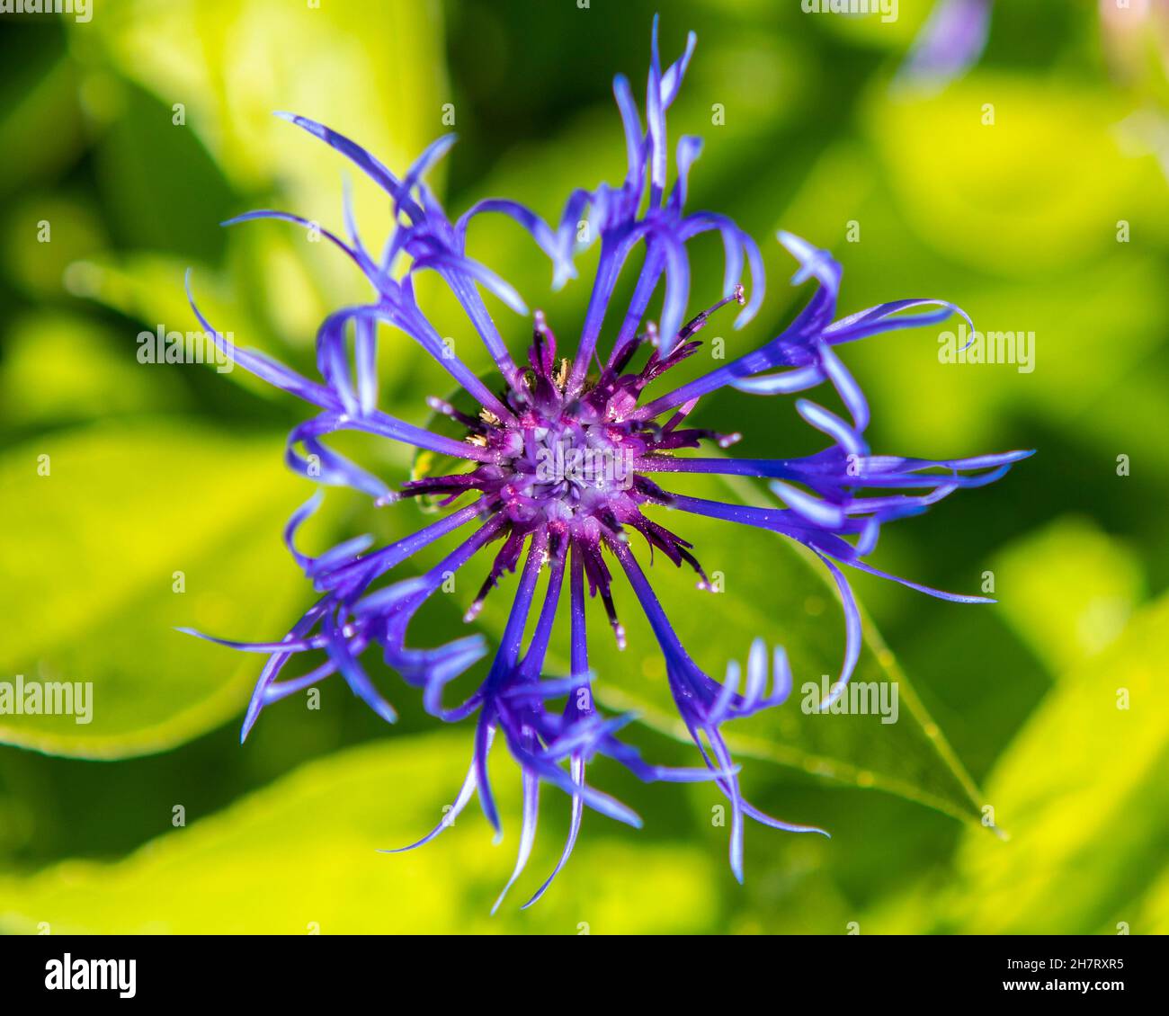 A close-up of an Aster flower Stock Photo - Alamy
