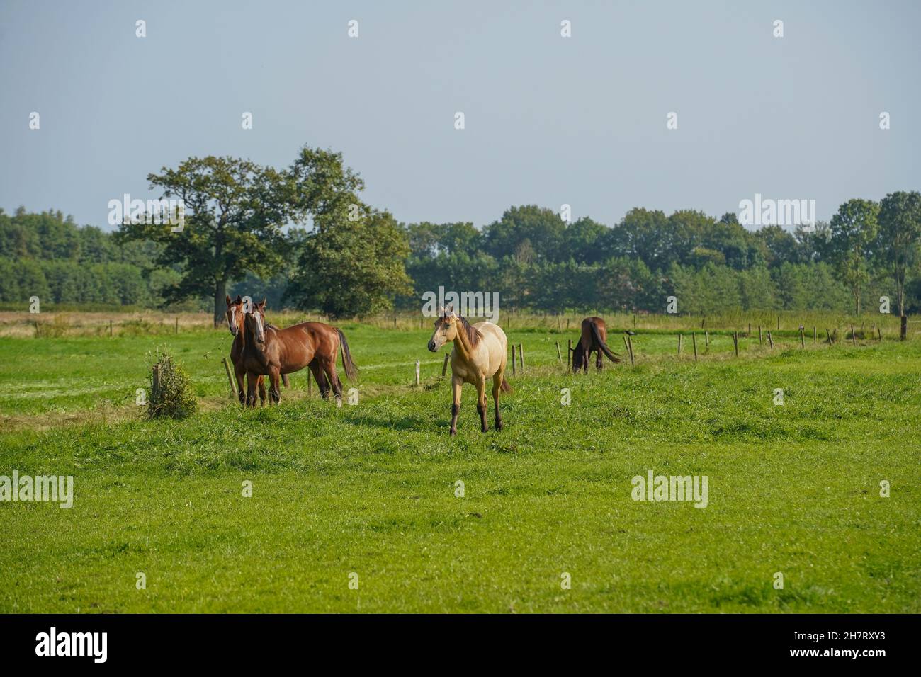 Group of horses in a field of stallions in the Netherlands Stock Photo - Alamy
