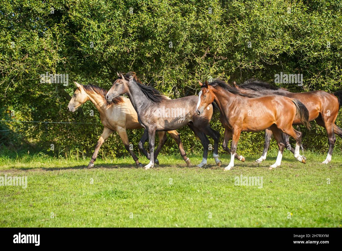 Group of horses in a field of stallions in the Netherlands Stock Photo ...