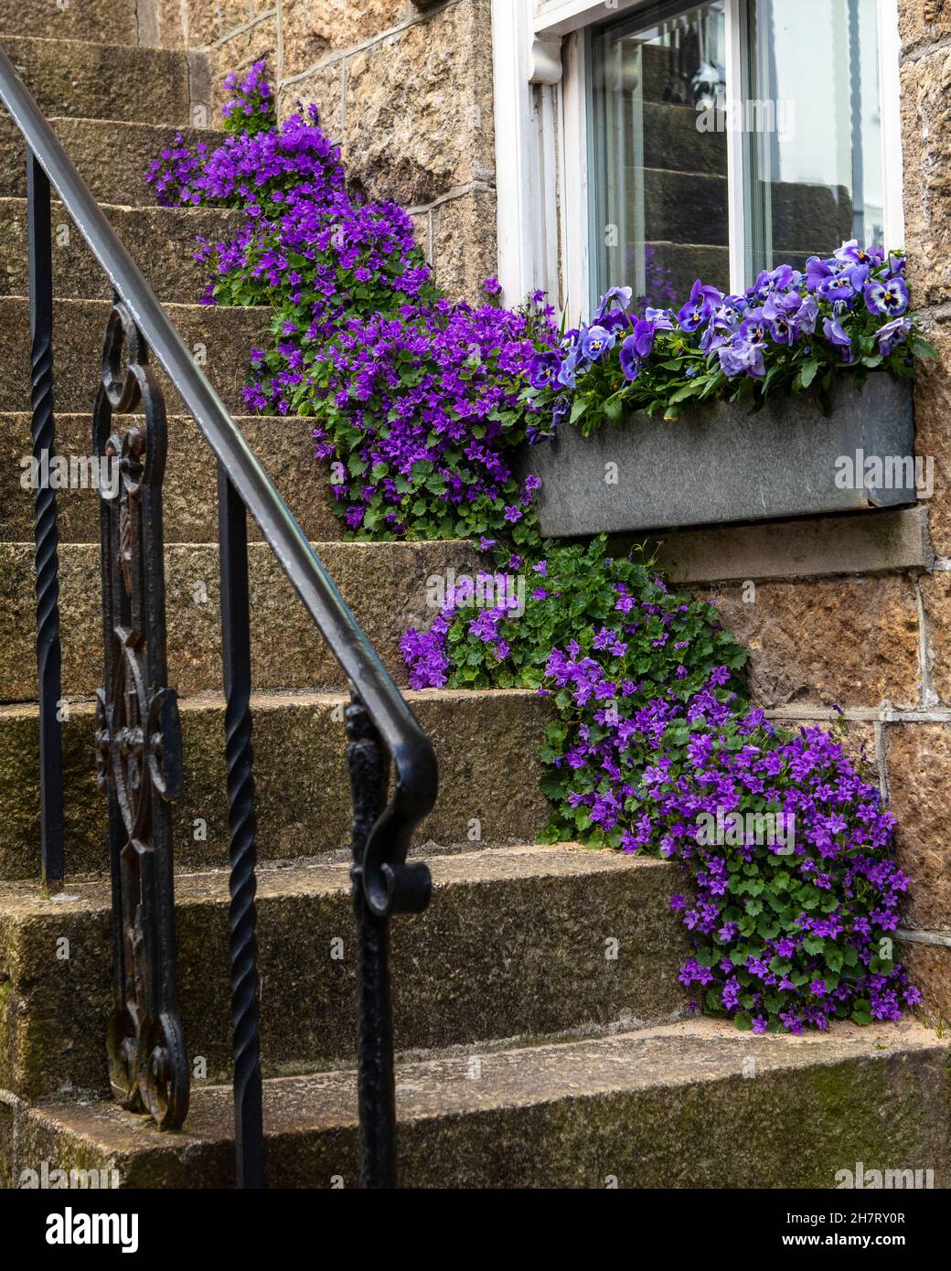 Beautiful purple flowers trailling down the steps of a building in the ...