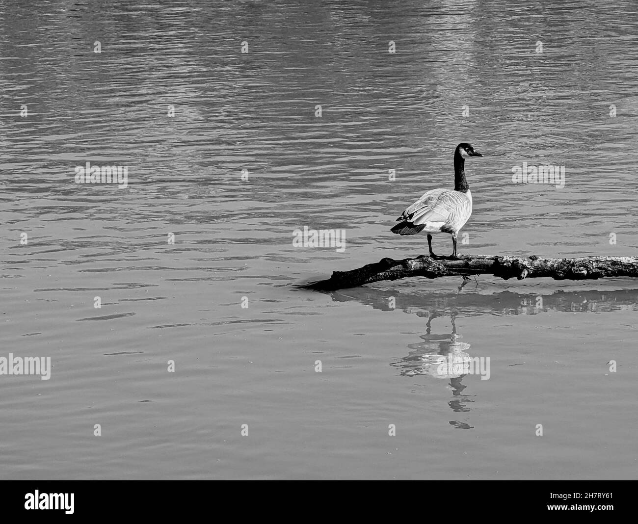 Grayscale of a swan perching on the wood in the lake in the park Stock ...